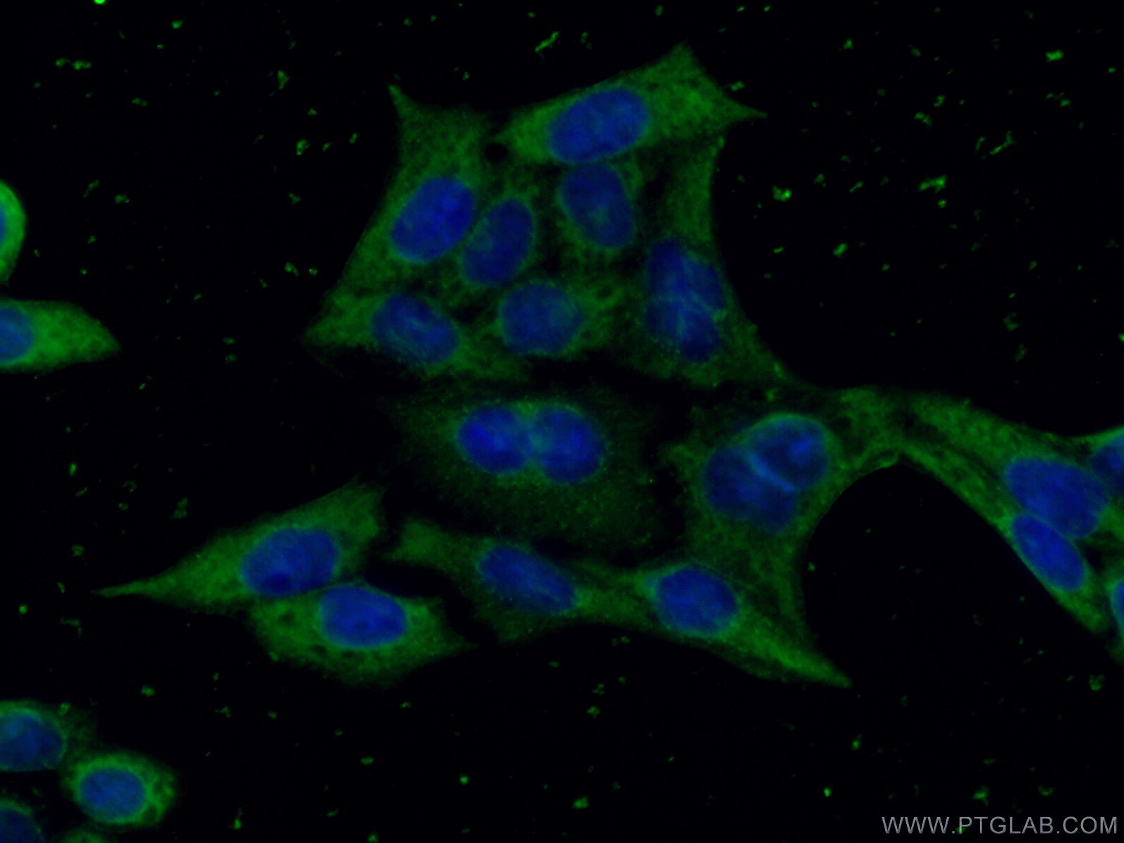 GSDMD Antibody 66387-1-Ig | Proteintech