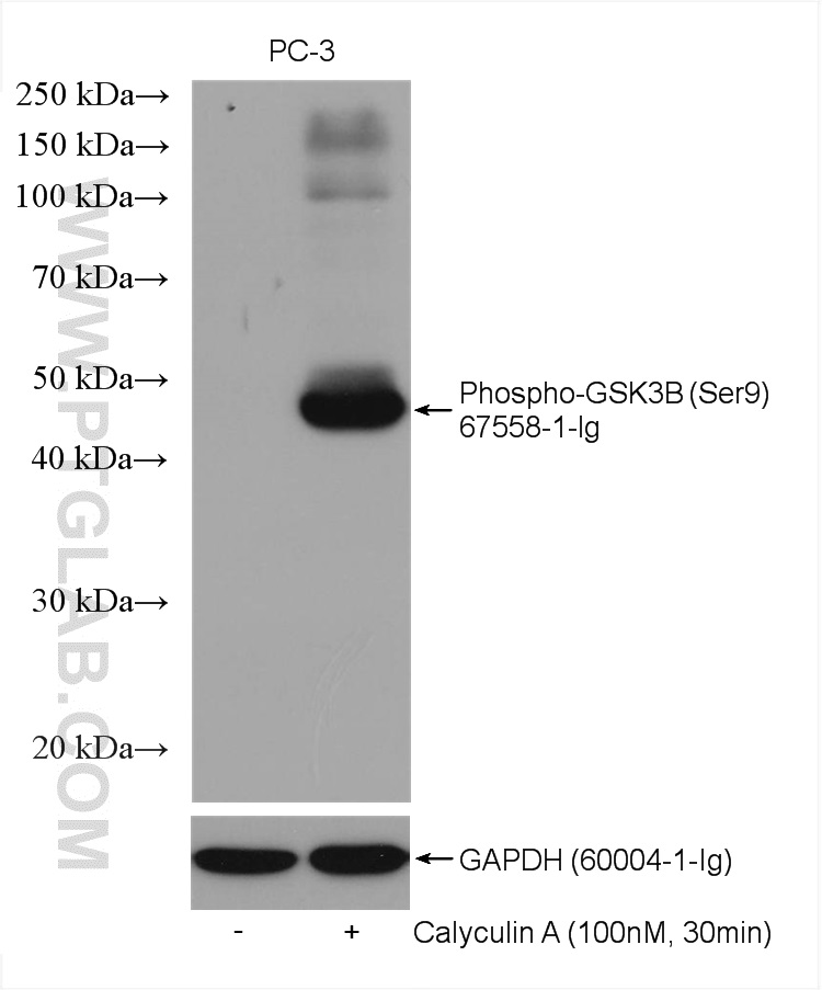 Phospho-GSK3B (Ser9) Antibody 67558-1-Ig | Proteintech