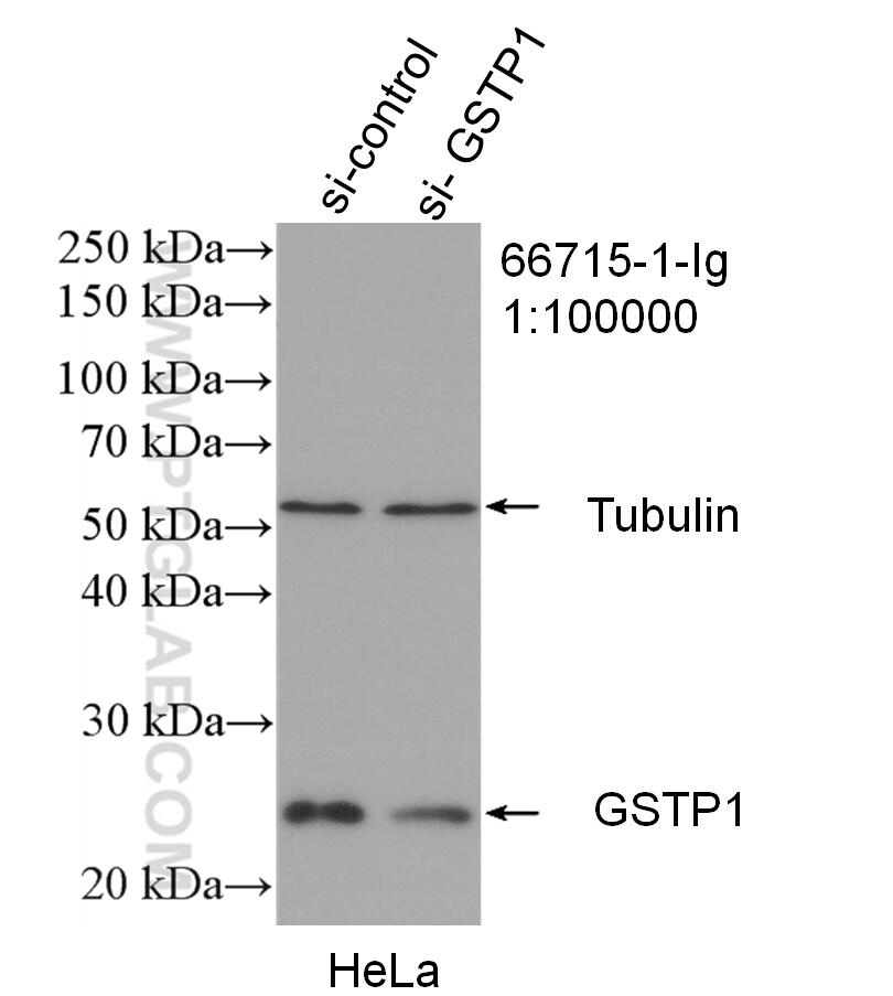 GSTP1 Antibody 66715-1-Ig | Proteintech