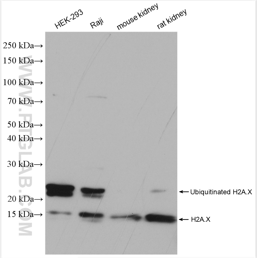 Histone H2A.X Antibody 10856-1-AP | Proteintech