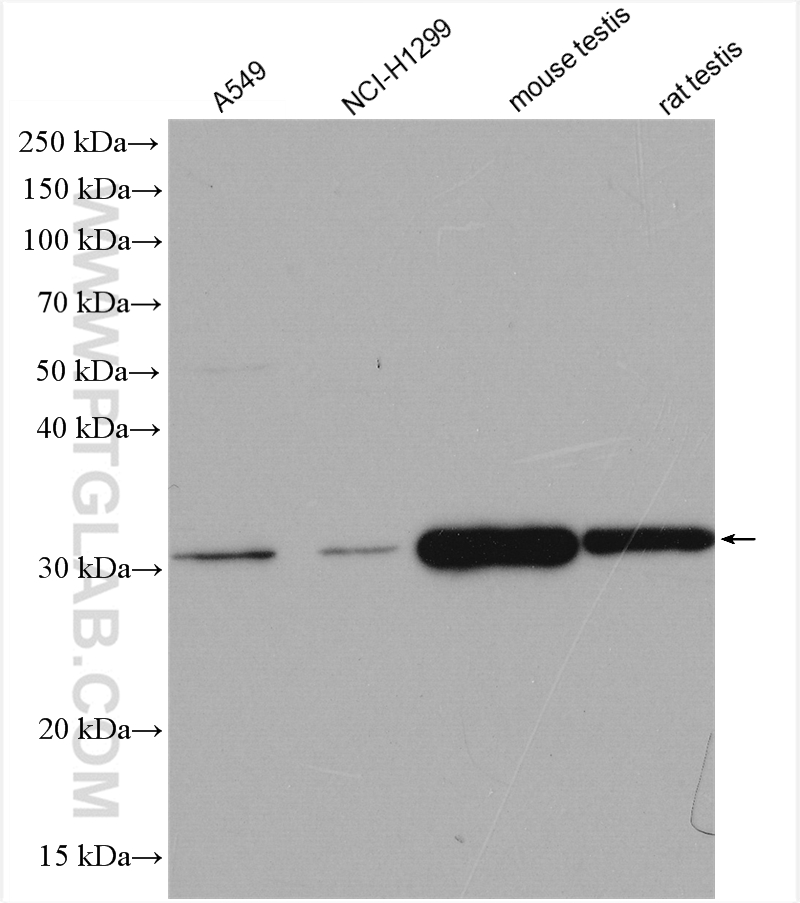 HEY1 Antibody 19929-1-AP | Proteintech