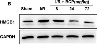 HMGB1 Antibody 10829-1-AP | Proteintech