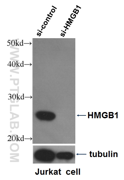 HMGB1 Antibody 10829-1-AP | Proteintech