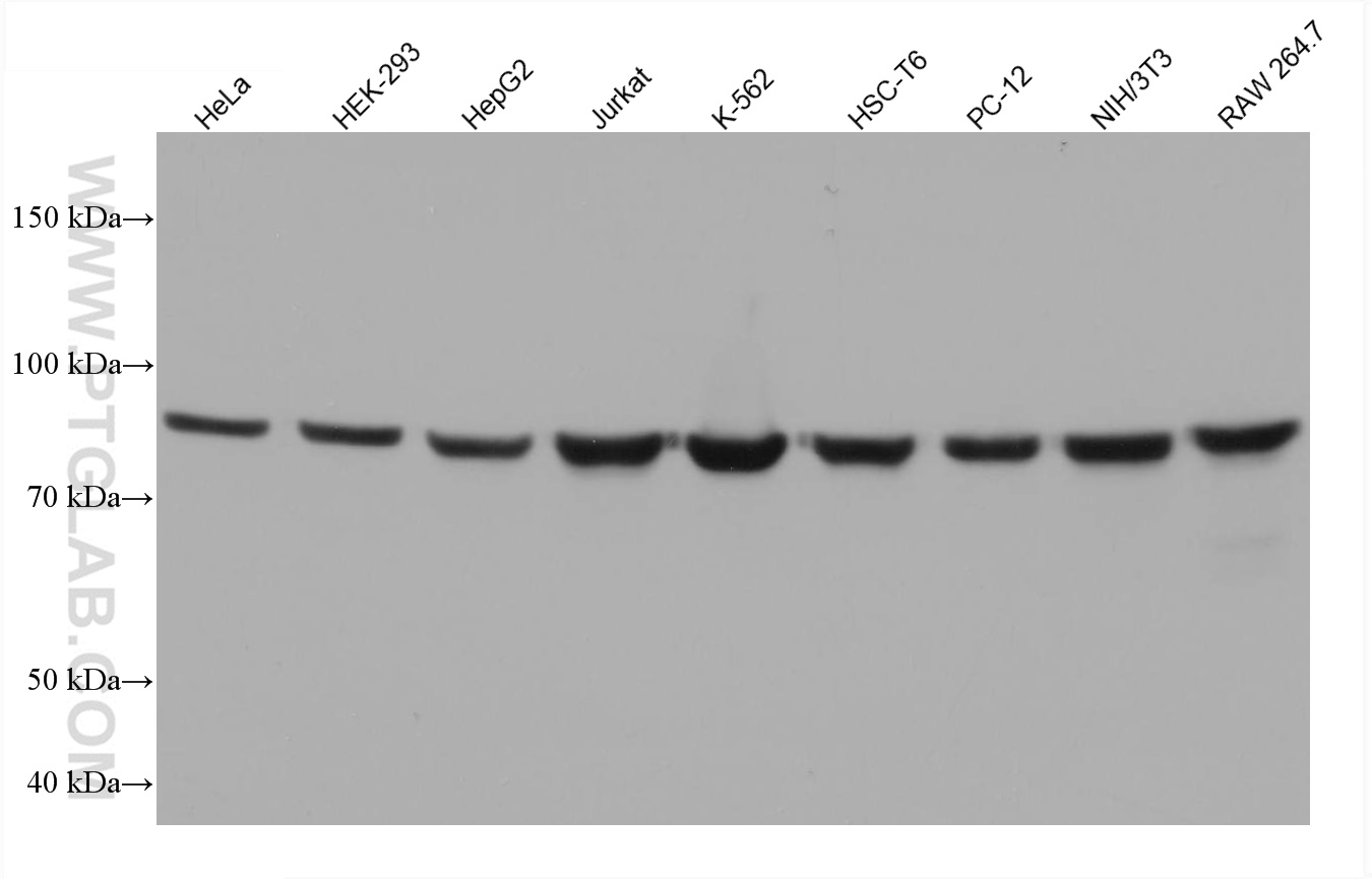 HSP90 Antibody 60318-1-Ig | Proteintech