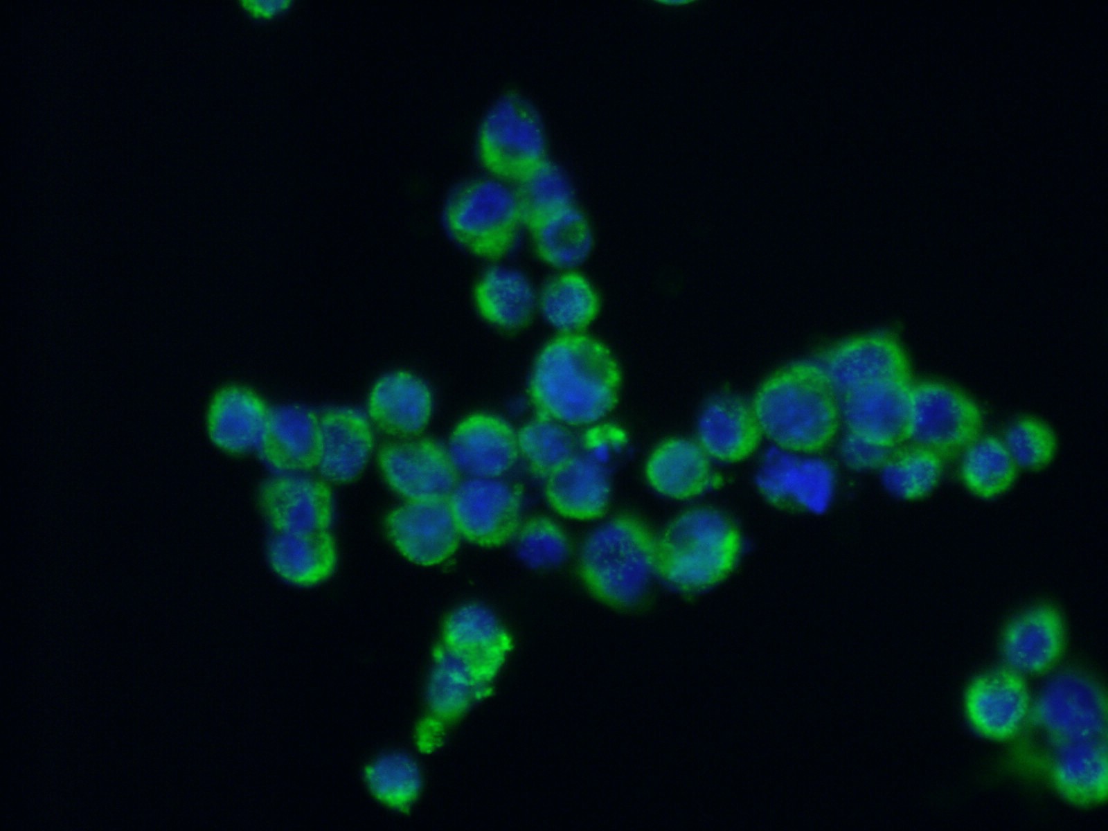 HSP60 Antibody 66041-1-Ig | Proteintech