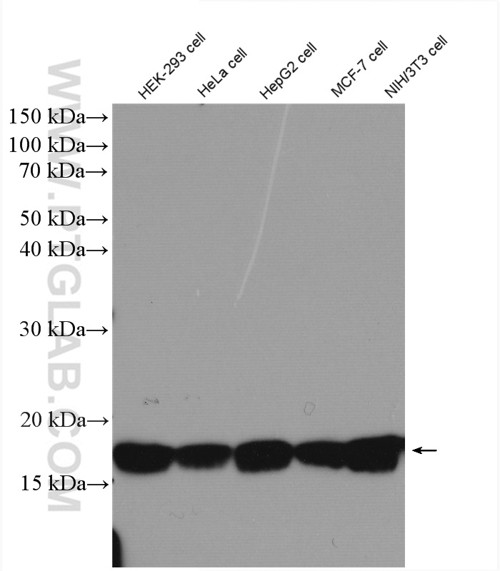 Histone-H3 Antibody 17168-1-AP | Proteintech