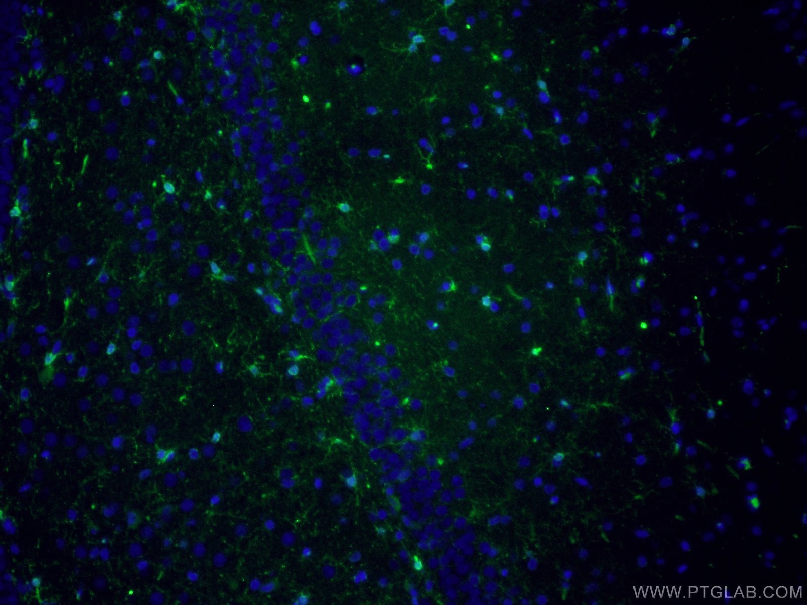 IBA1 Antibody 10904-1-AP | Proteintech