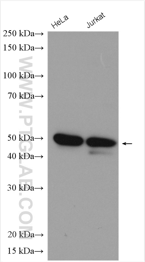 IKBKG Antibody 18474-1-AP | Proteintech