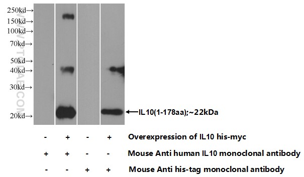 IL-10 Antibody 60269-1-Ig | Proteintech