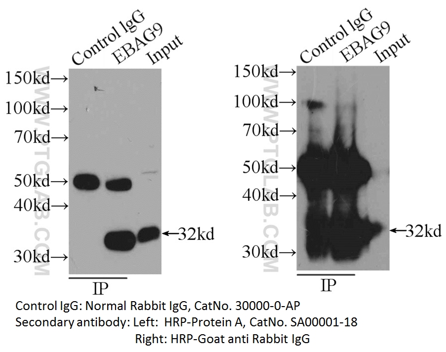 IgG control Antibody 30000-0-AP | Proteintech