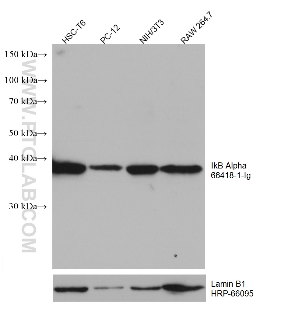 IkB Alpha Antibody 66418-1-Ig | Proteintech