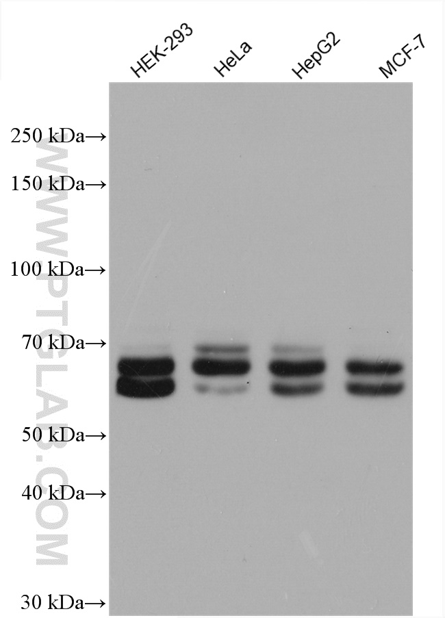 KEAP1 Antibody 10503-2-AP | Proteintech