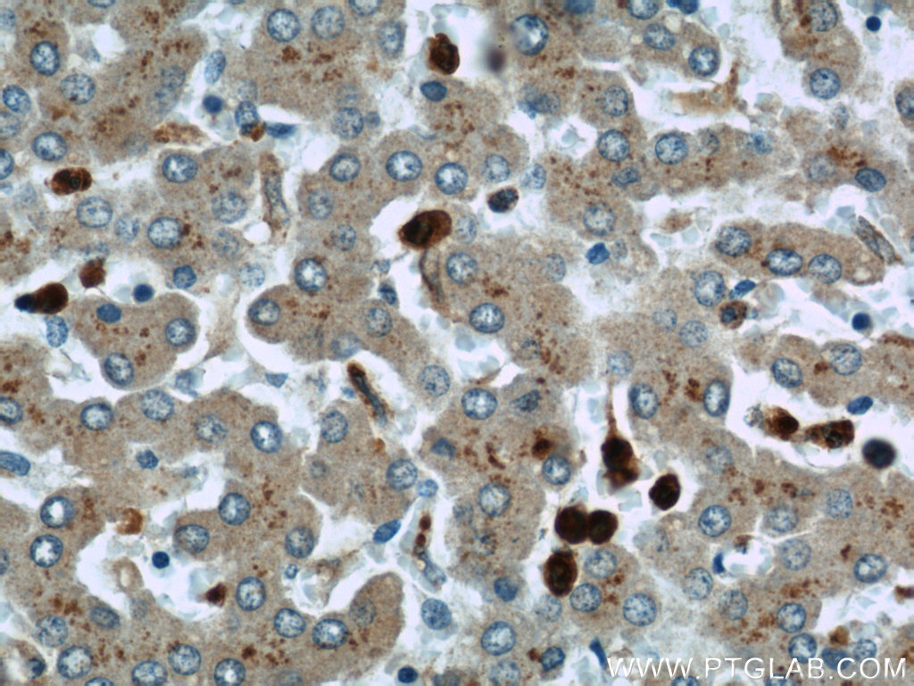MPO Antibody 22225-1-AP | Proteintech