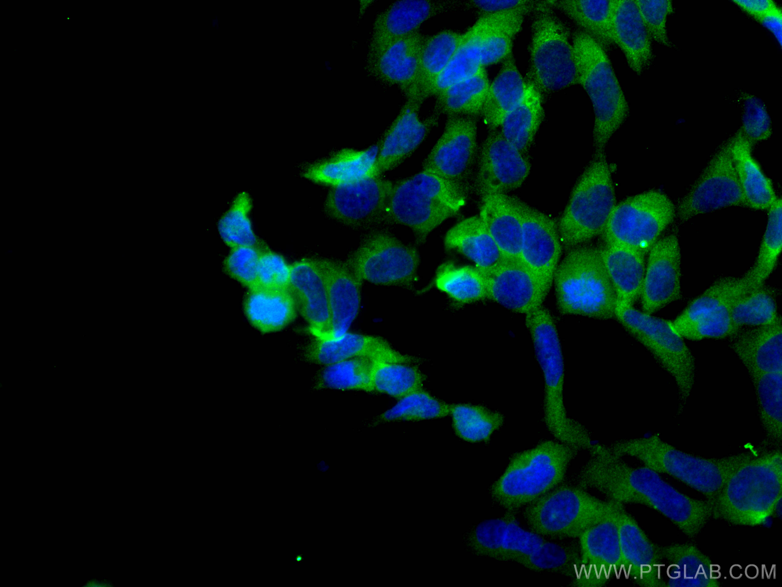 MTHFD1 Antibody 67670-1-Ig | Proteintech