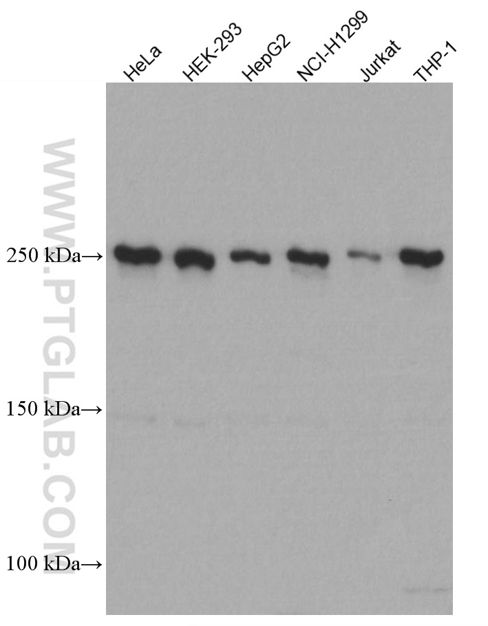 mTOR Antibody 66888-1-Ig | Proteintech