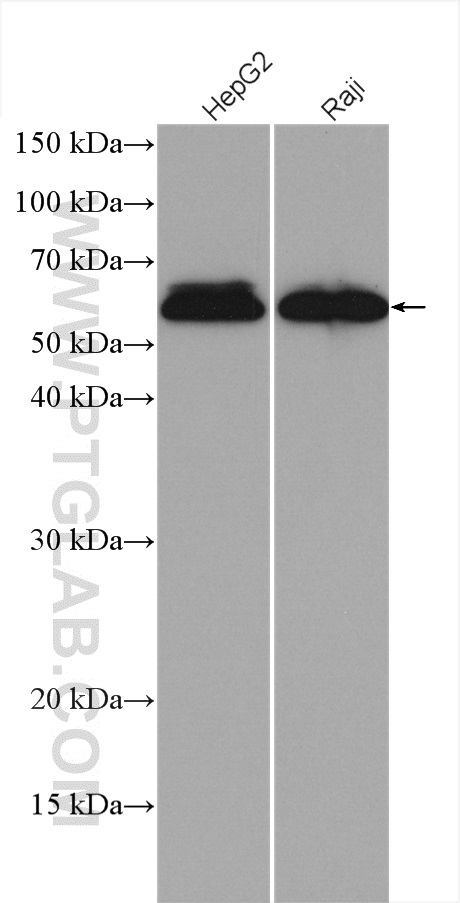 c-MYC Antibody 10828-1-AP | Proteintech