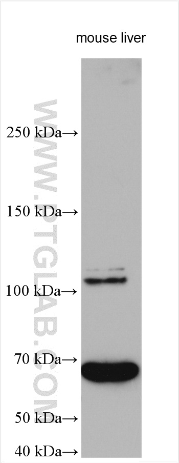 iNOS Antibody 18985-1-AP | Proteintech