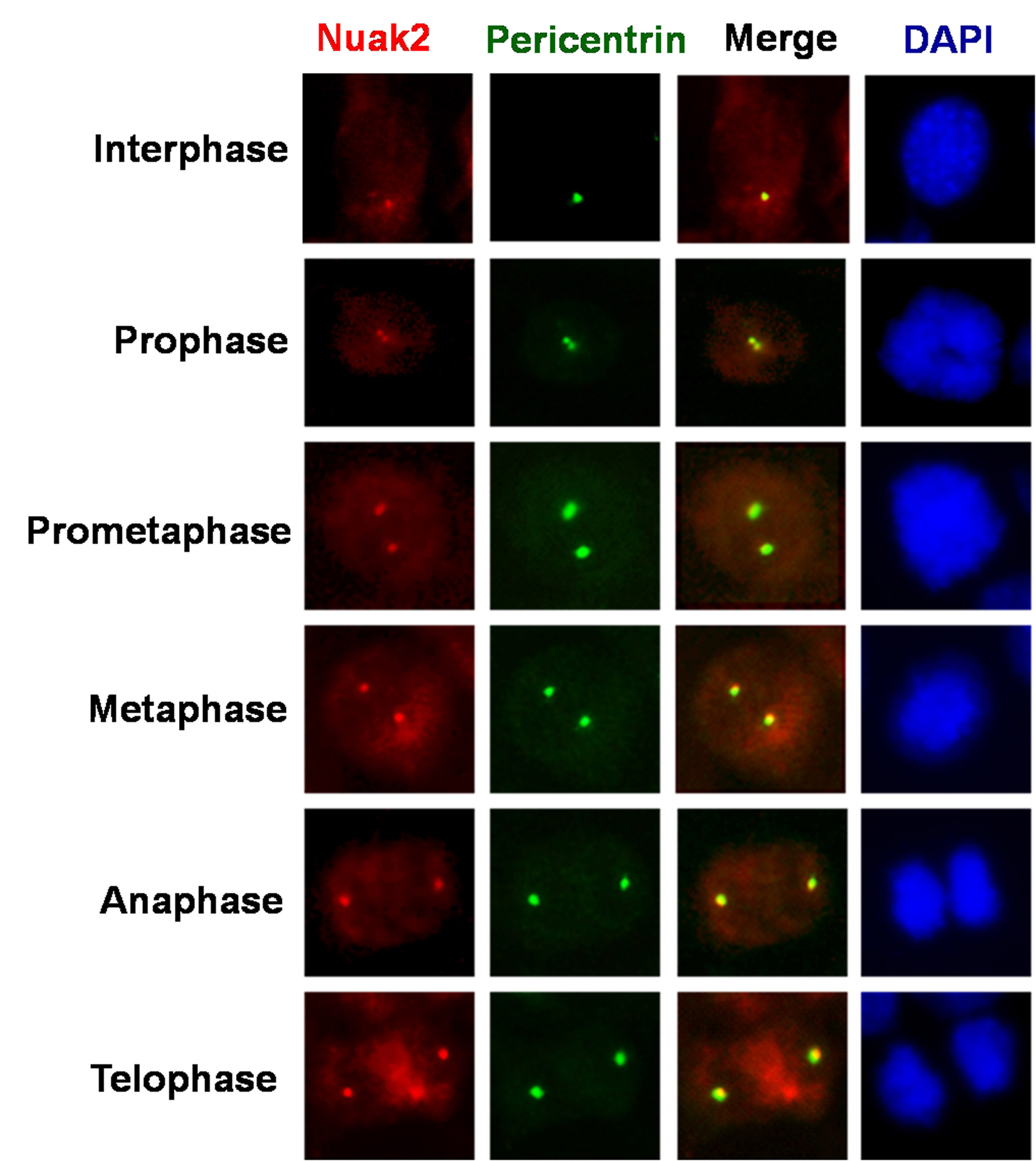 NUAK2 Antibody 11592-1-AP | Proteintech