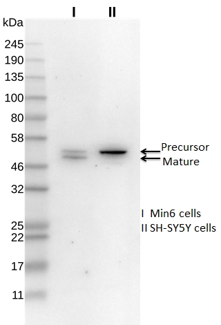 NXN Antibody 16128-1-AP | Proteintech