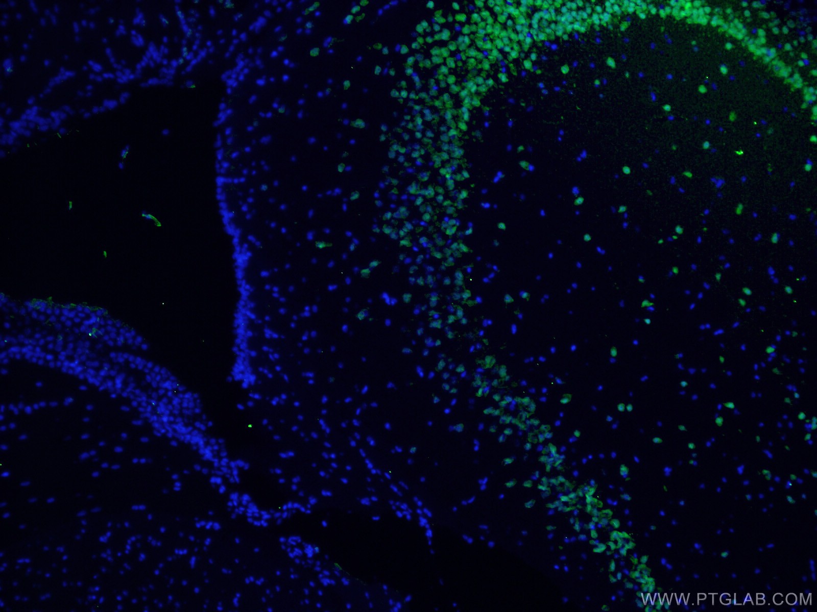 NeuN Antibody 26975-1-AP | Proteintech