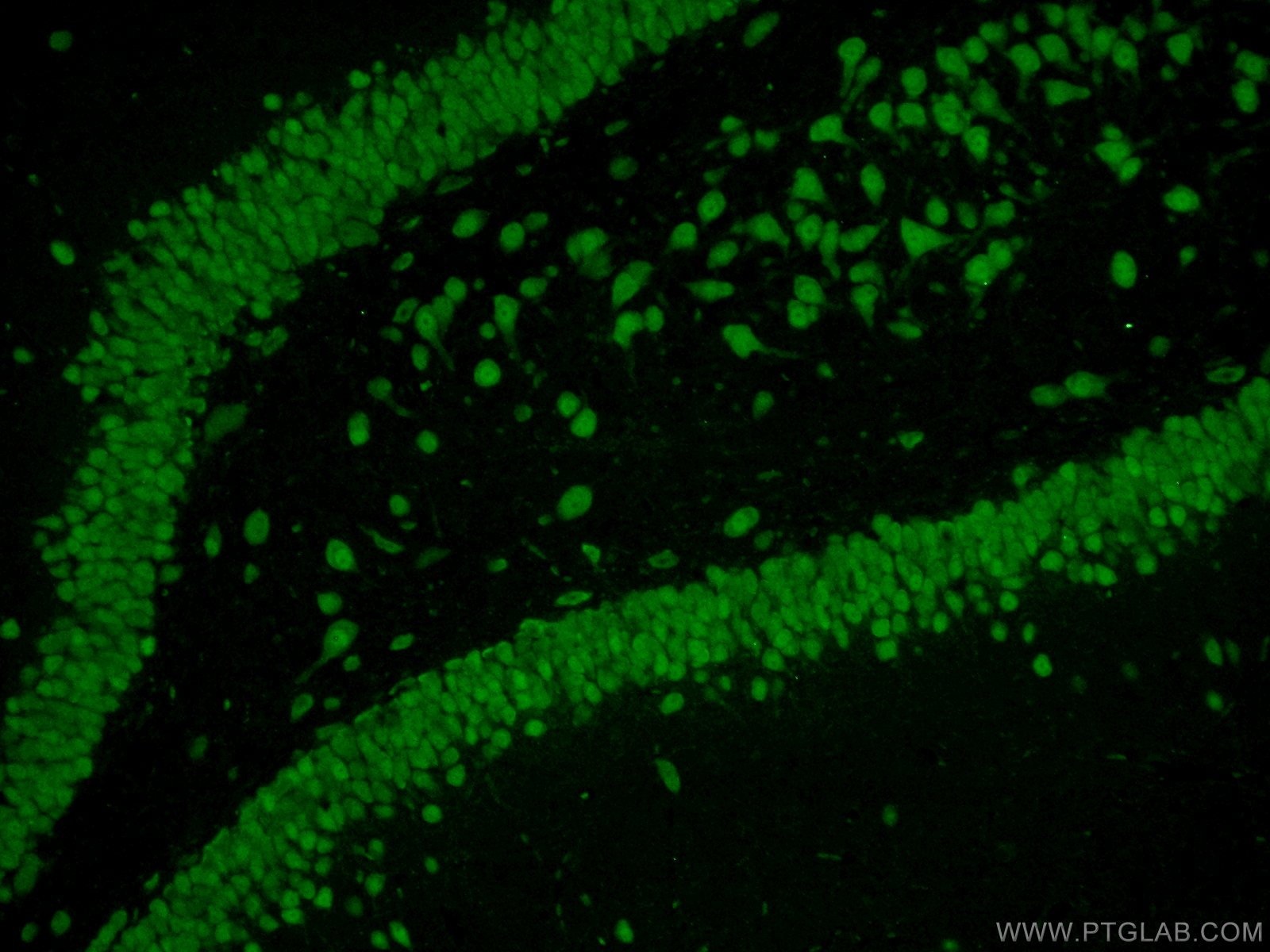 NeuN Antibody 26975-1-AP | Proteintech