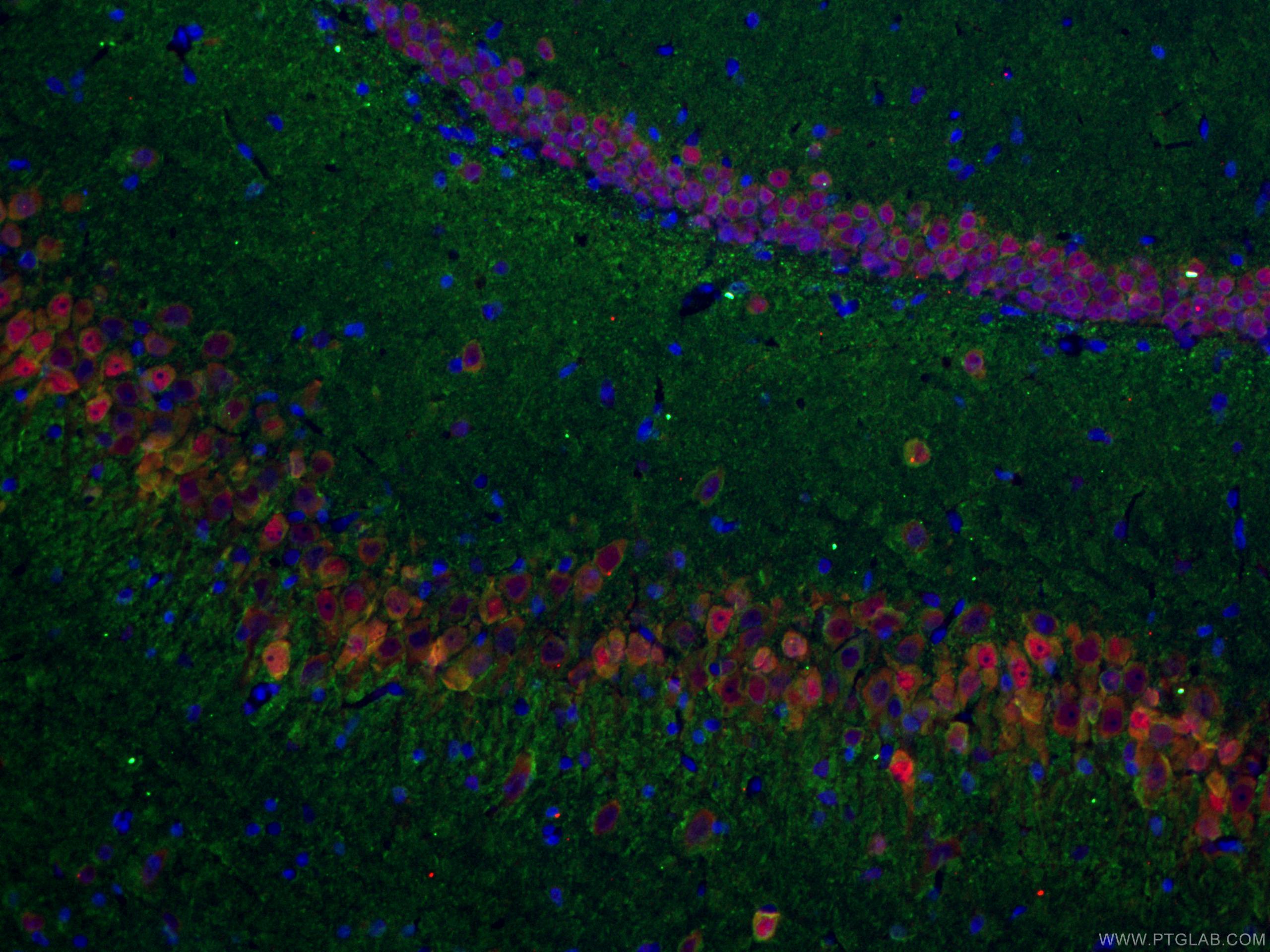NeuN Antibody 26975-1-AP | Proteintech