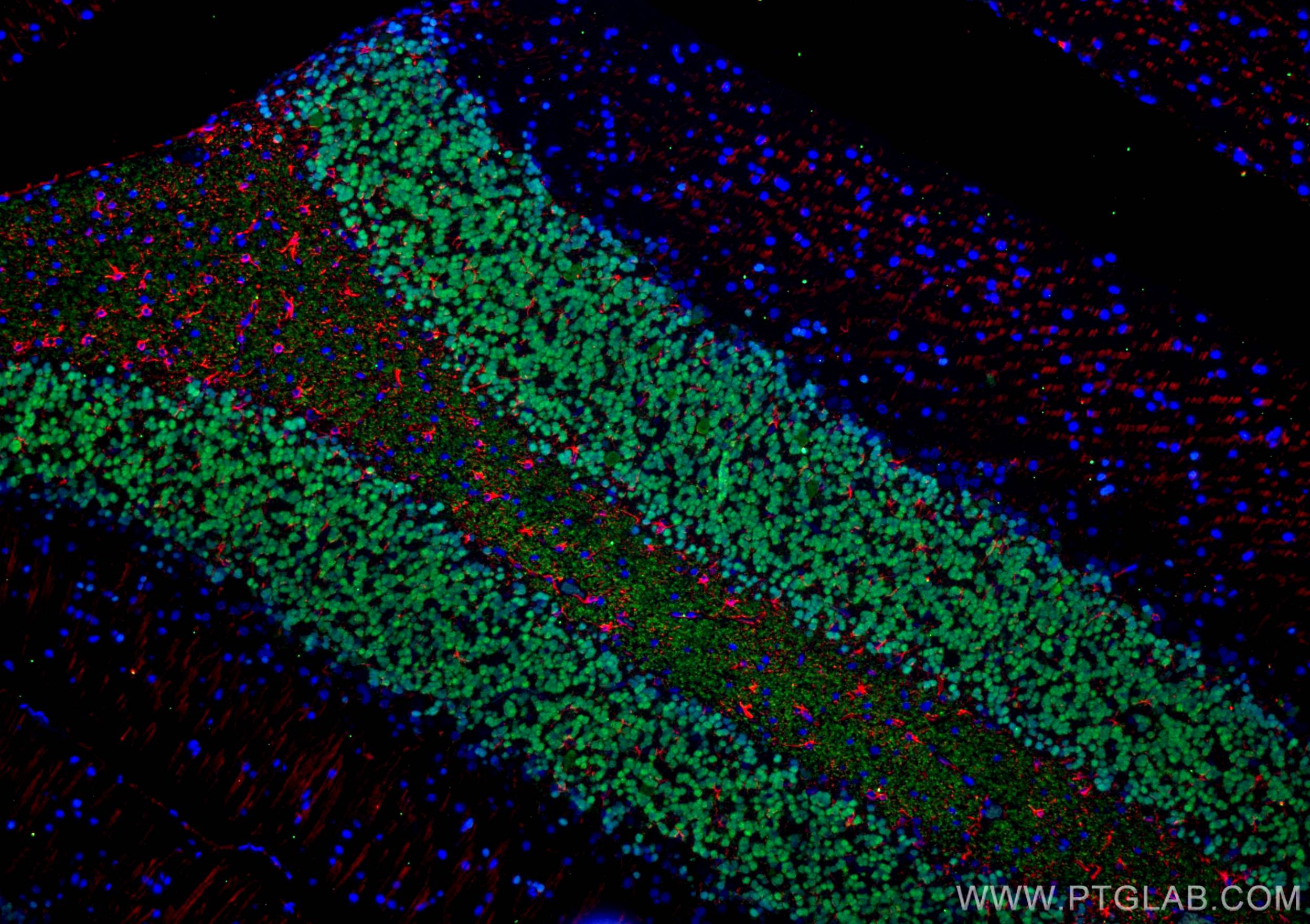 NeuN Antibody 26975-1-AP | Proteintech