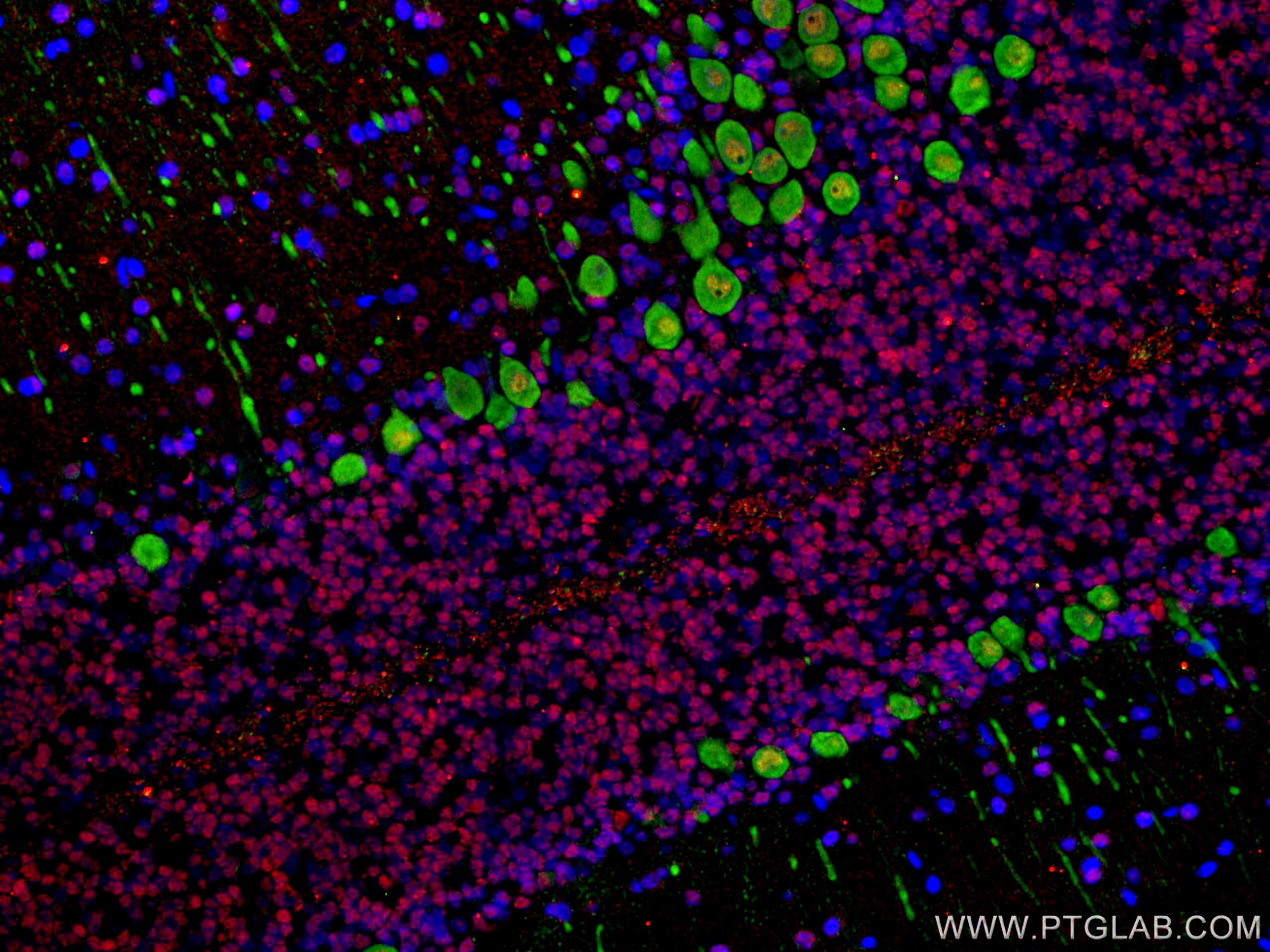 NeuN Antibody 66836-1-Ig | Proteintech