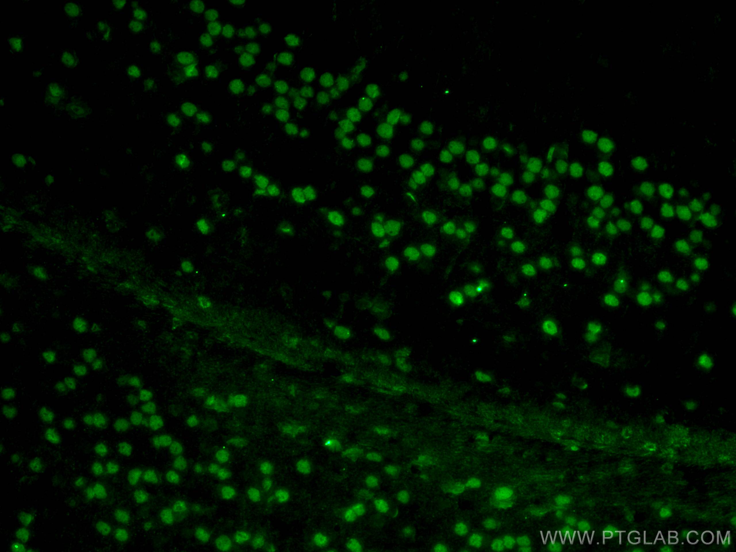 NeuN Antibody CL488-66836 | Proteintech