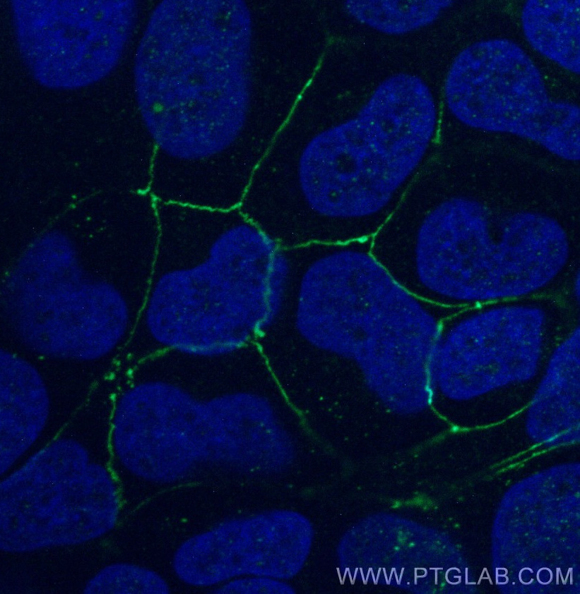 Occludin Antibody 27260-1-AP | Proteintech