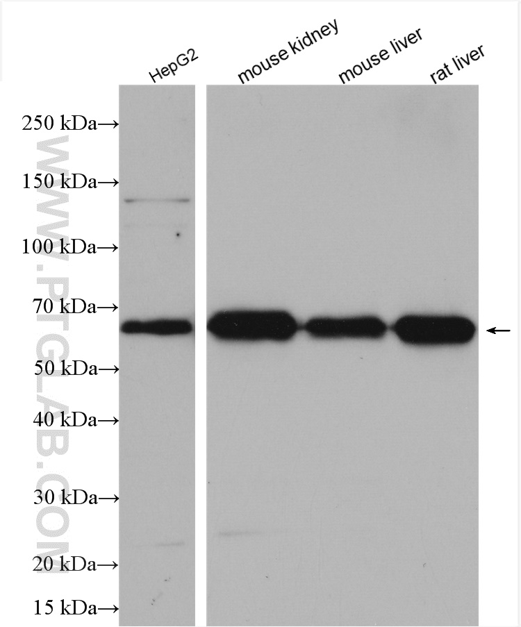 Occludin Antibody 27260-1-AP | Proteintech