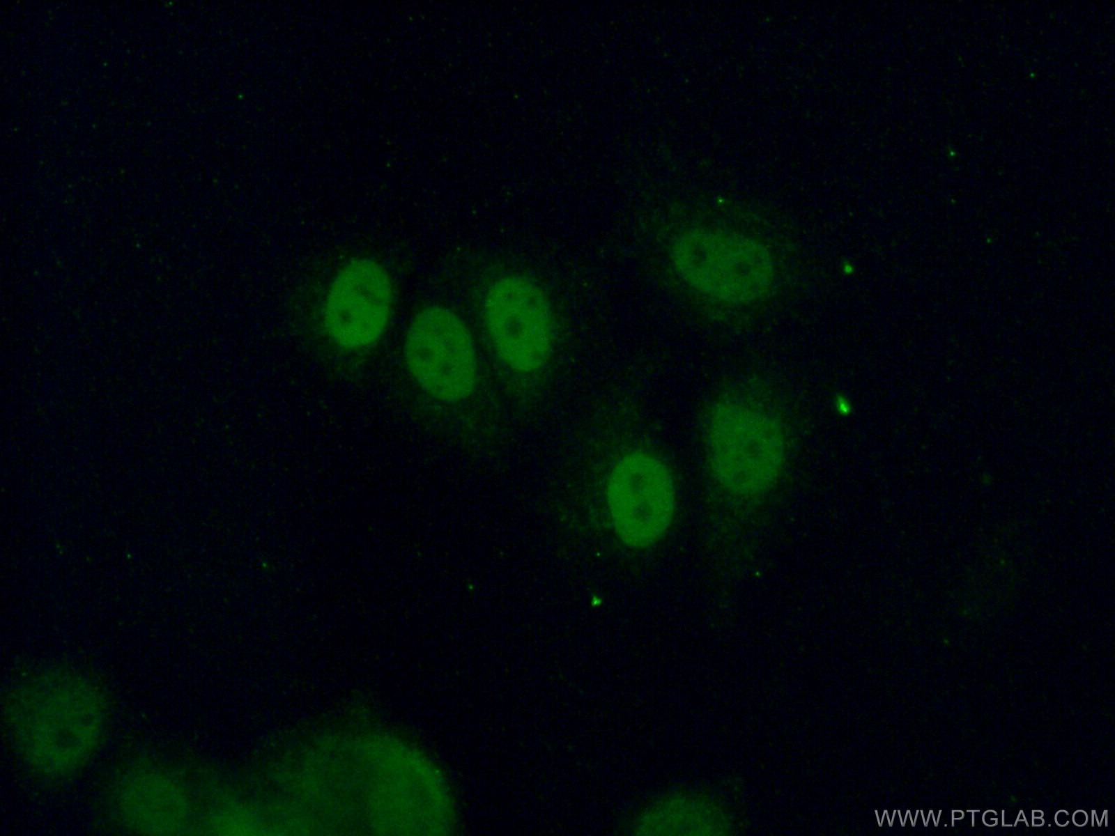 P21 Antibody 27296-1-AP | Proteintech