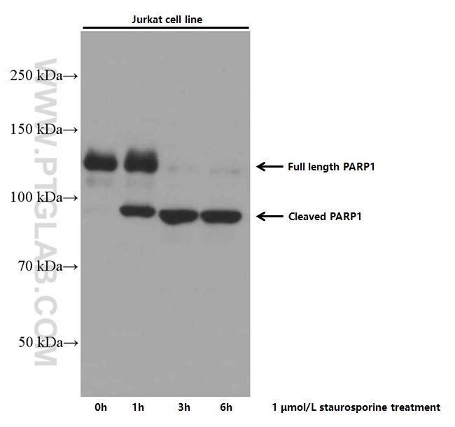 PARP1 Antibody 66520-1-Ig | Proteintech