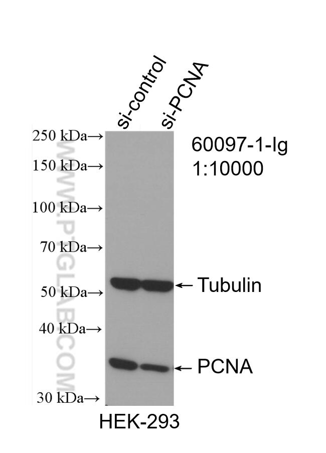 PCNA Antibody 60097-1-Ig | Proteintech