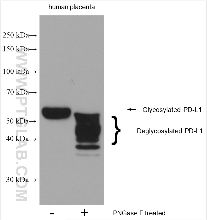 PD-L1/CD274 (C-terminal) Antibody 28076-1-AP | Proteintech