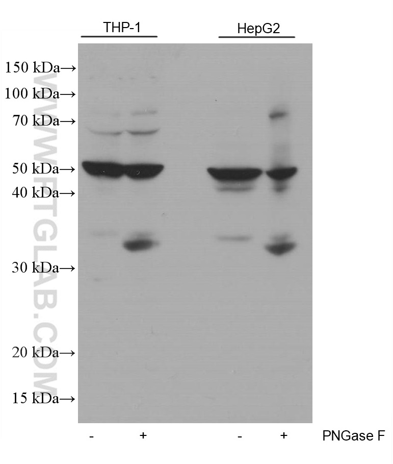 PD-L1/CD274 Antibody 66248-1-Ig | Proteintech