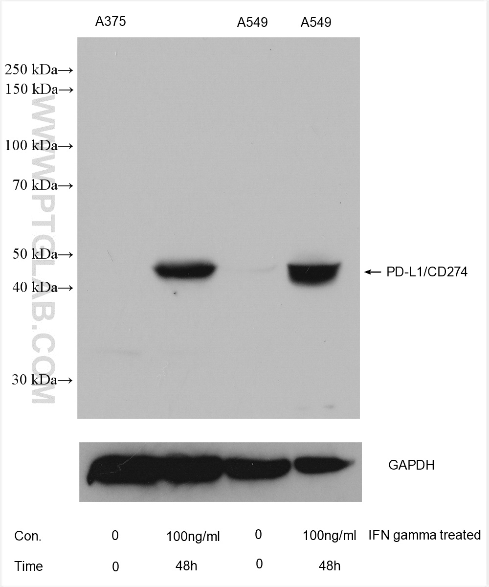 PD-L1/CD274 Antibody 66248-1-Ig | Proteintech