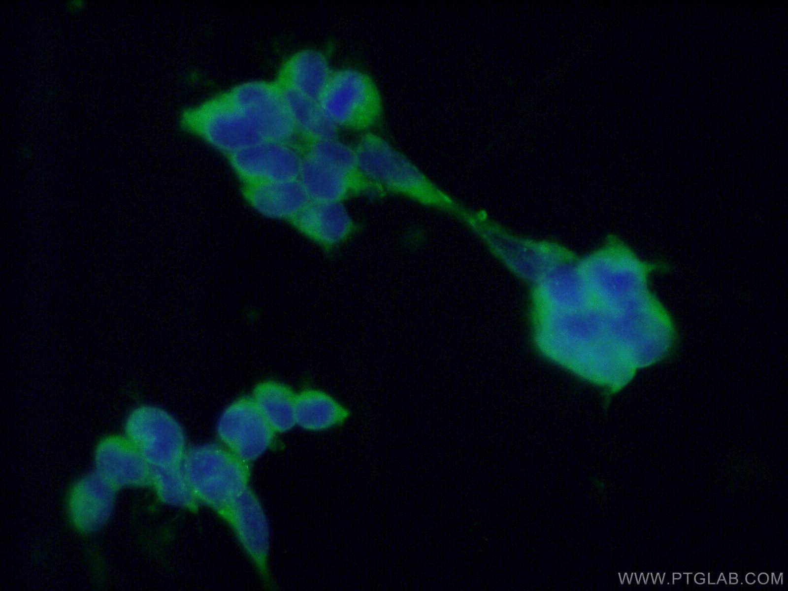 PDIA3 Antibody 66423-1-Ig | Proteintech