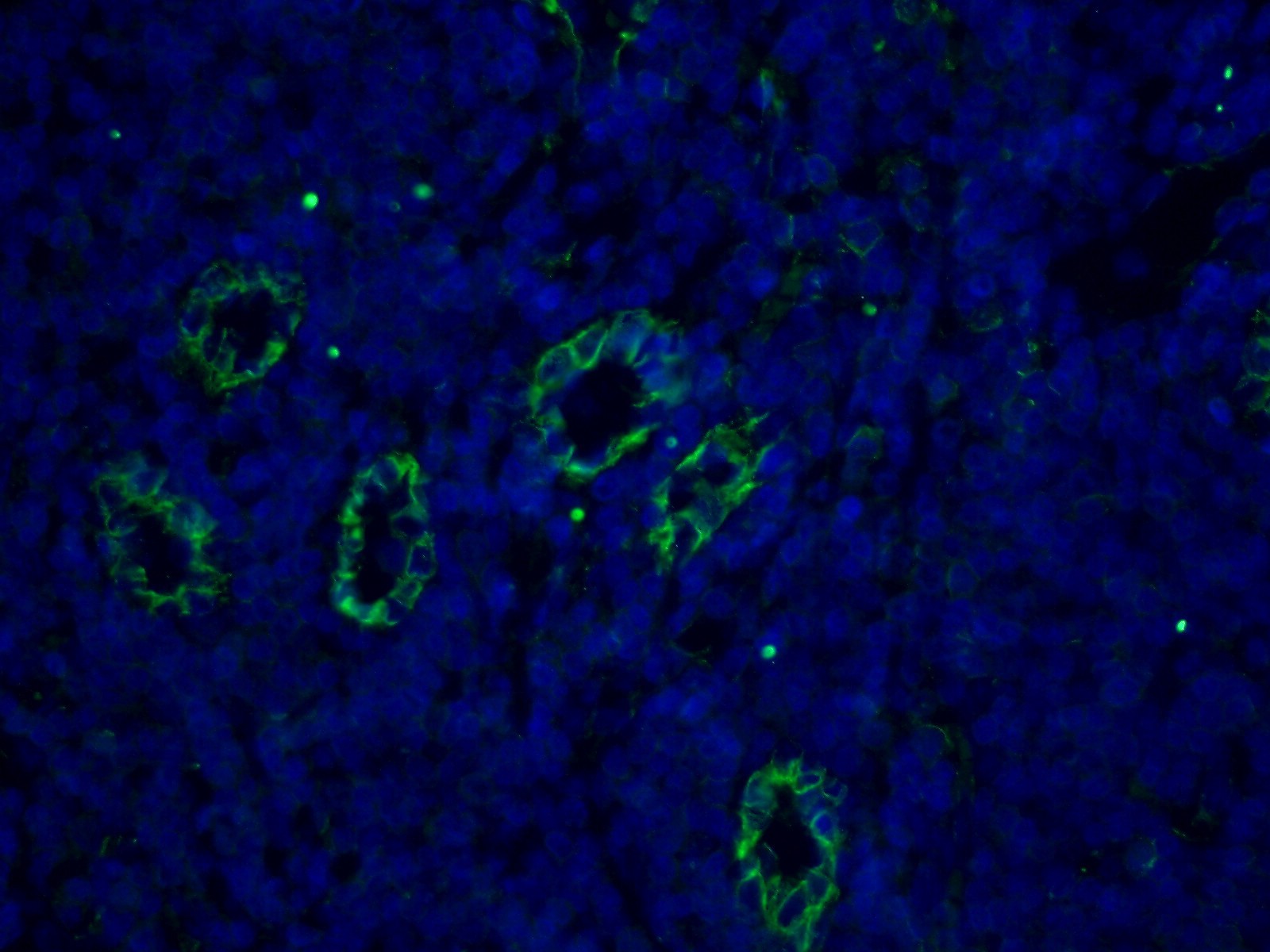 CD31 Antibody 66065-1-Ig | Proteintech