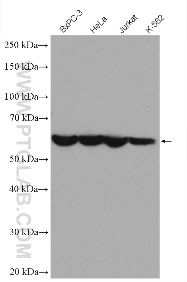 PTBP1 Antibody 12582-1-AP | Proteintech