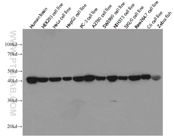 Beta Actin Antibody 66009-1-Ig | Proteintech