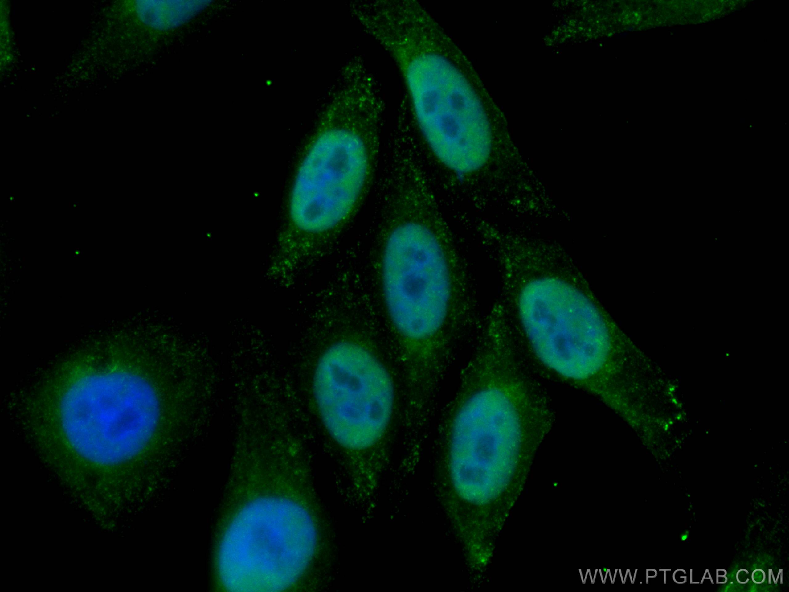 P53 Antibody 80077-1-RR | Proteintech