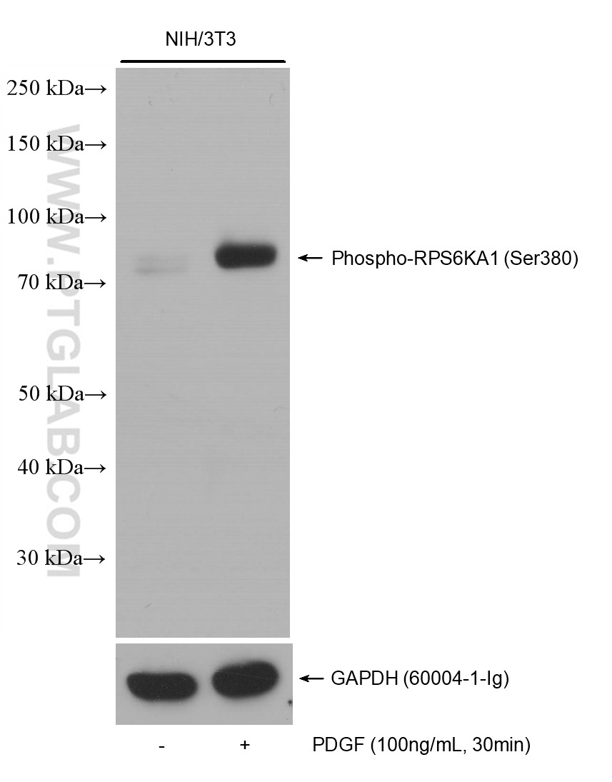 Phospho-RPS6KA1 (Ser380) Antibody 80108-1-RR | Proteintech