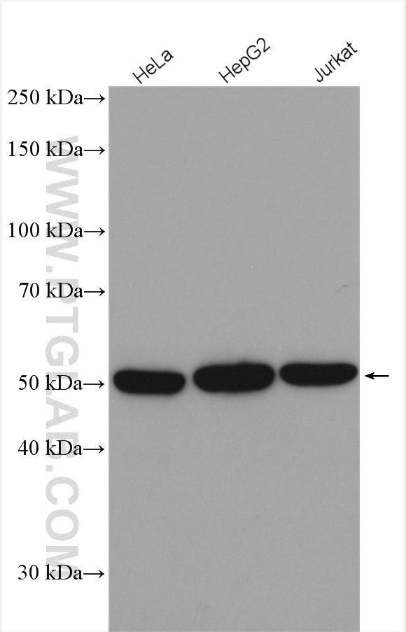 REXO4 Antibody 18890-1-AP | Proteintech