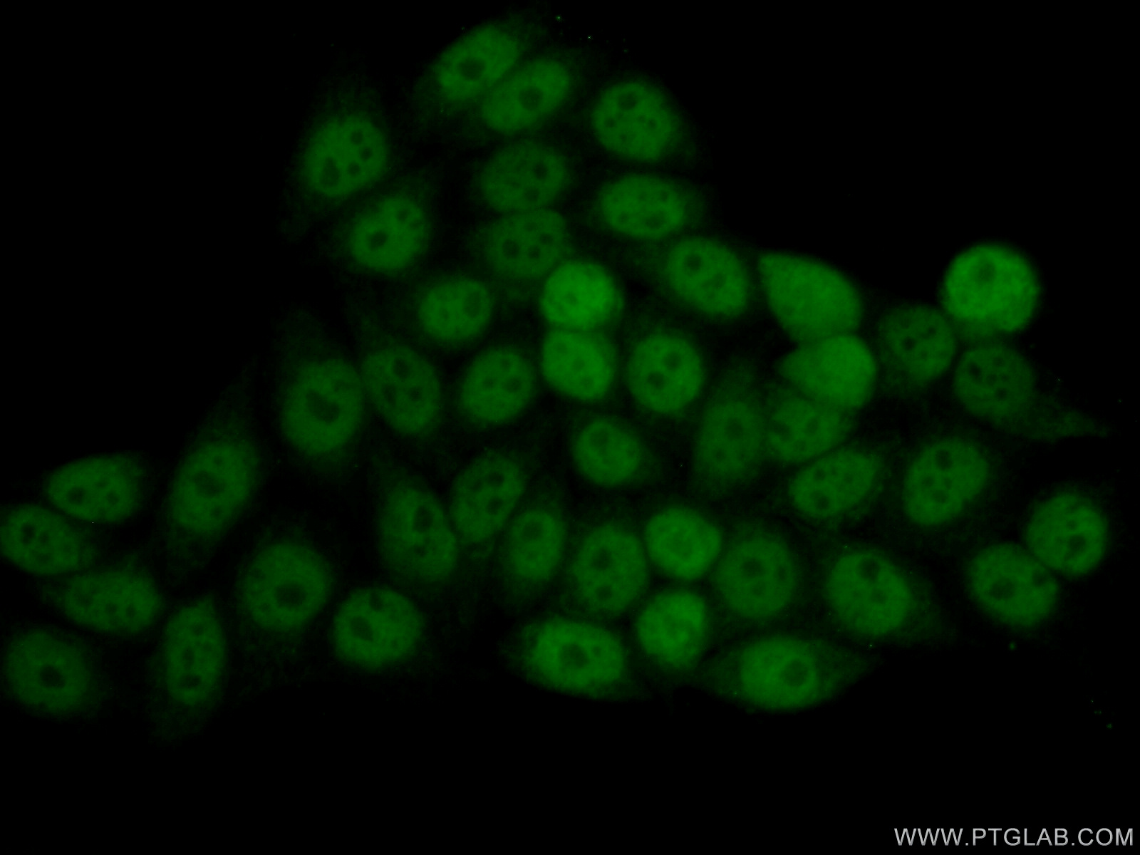 STAT1 Antibody 10144-2-AP | Proteintech