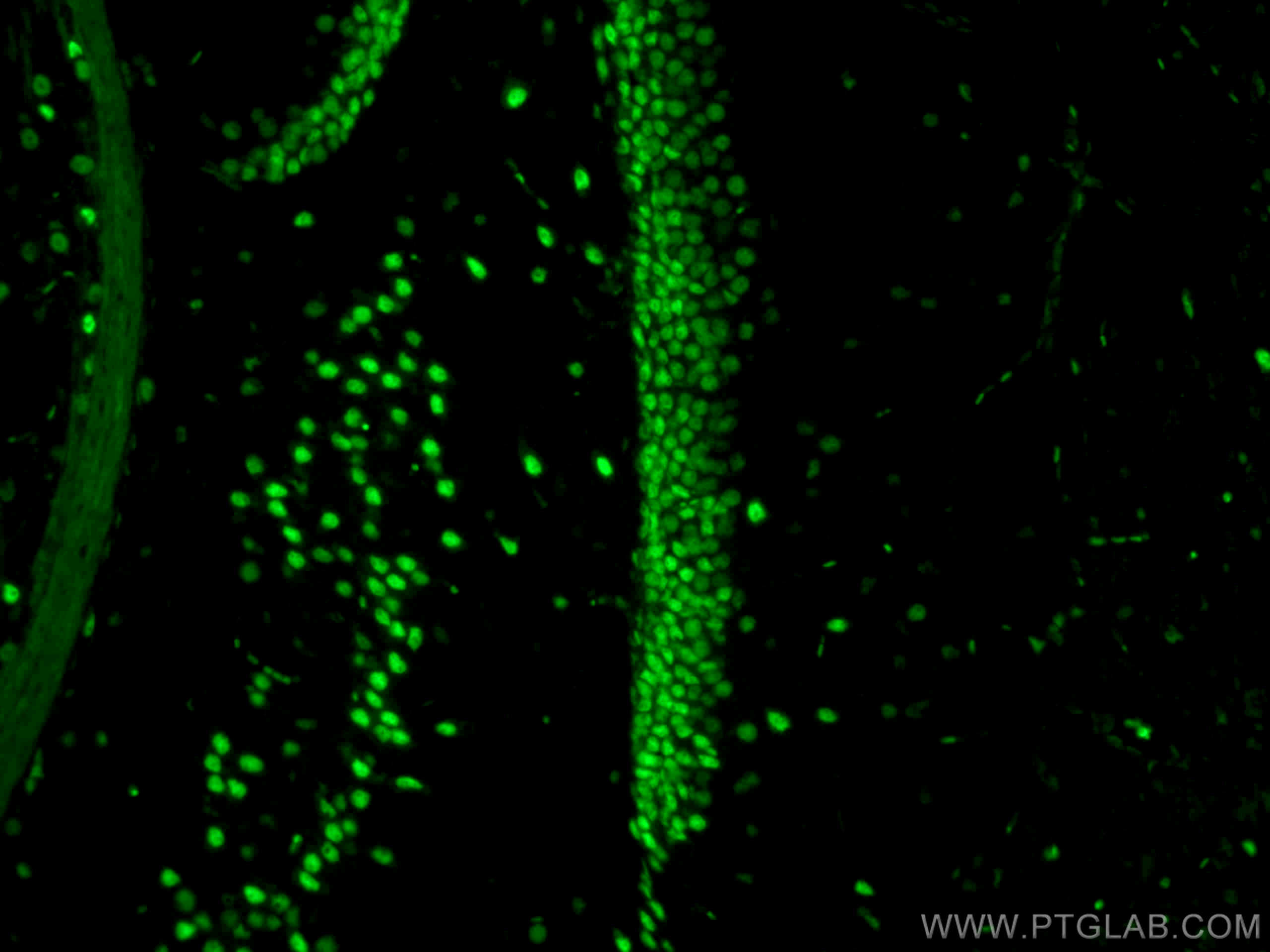 TDP-43 (for IF/FC) Antibody CL488-80002 | Proteintech