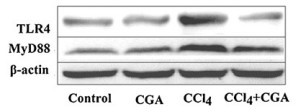 TLR4 Antibody 19811-1-AP | Proteintech