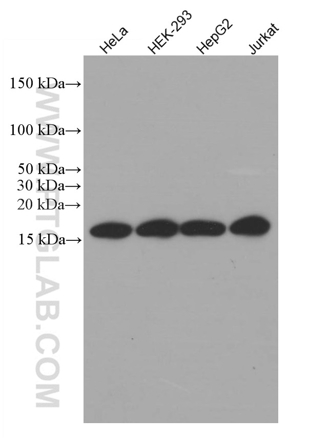 TOM20 Antibody 66777-1-Ig | Proteintech