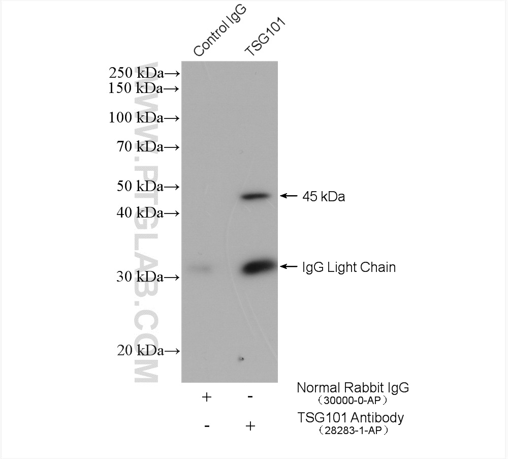 TSG101 Antibody 28283-1-AP | Proteintech