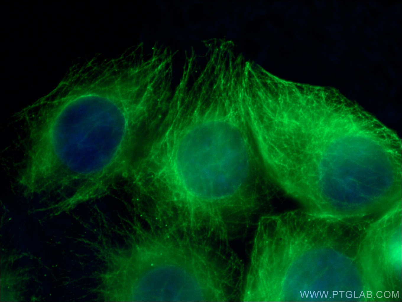 alpha Tubulin Antibody 11224-1-AP | Proteintech